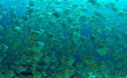 FISHING ACCELERATOR EXPLORANDO EL MUNDO – Fishing Tech | Innovative ...